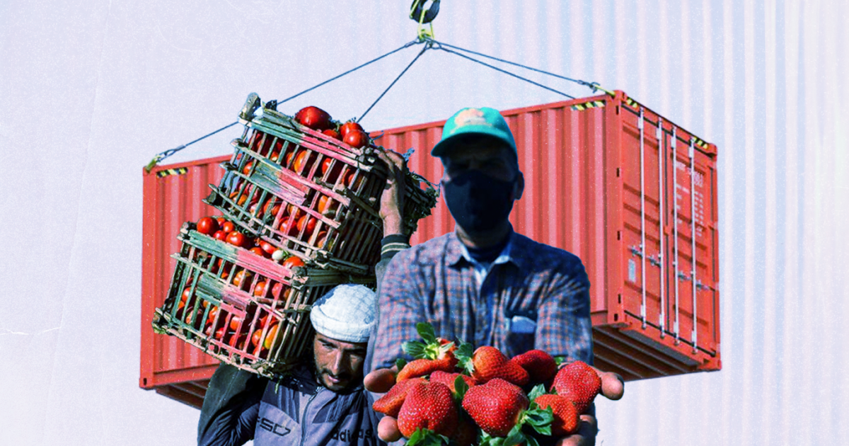 The High Cost of Low Prices| Egypt’s agricultural exports | Al Manassa
